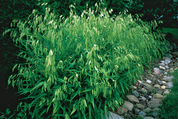 Native Grasses - Fine Gardening