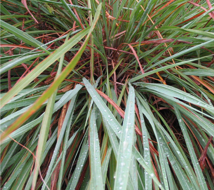 Native Grasses - Fine Gardening