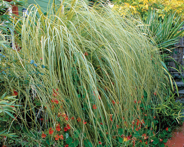 9 New and Unusual Ornamental Grasses