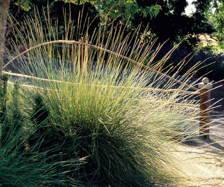 9 New and Unusual Ornamental Grasses