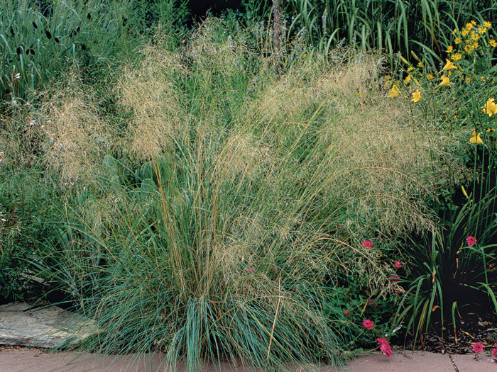 9 New and Unusual Ornamental Grasses