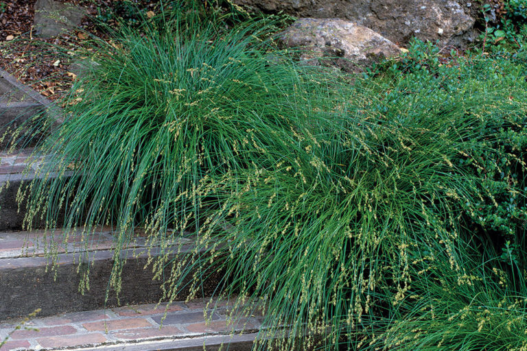 9 New and Unusual Ornamental Grasses