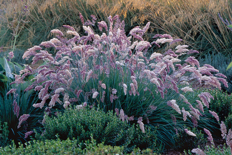 9 New and Unusual Ornamental Grasses