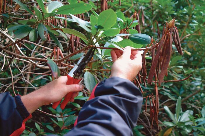 How to Prune Rhododendrons