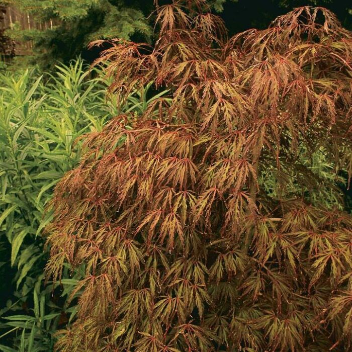 Planting a Mixed Sun and Shade Garden - Fine Gardening