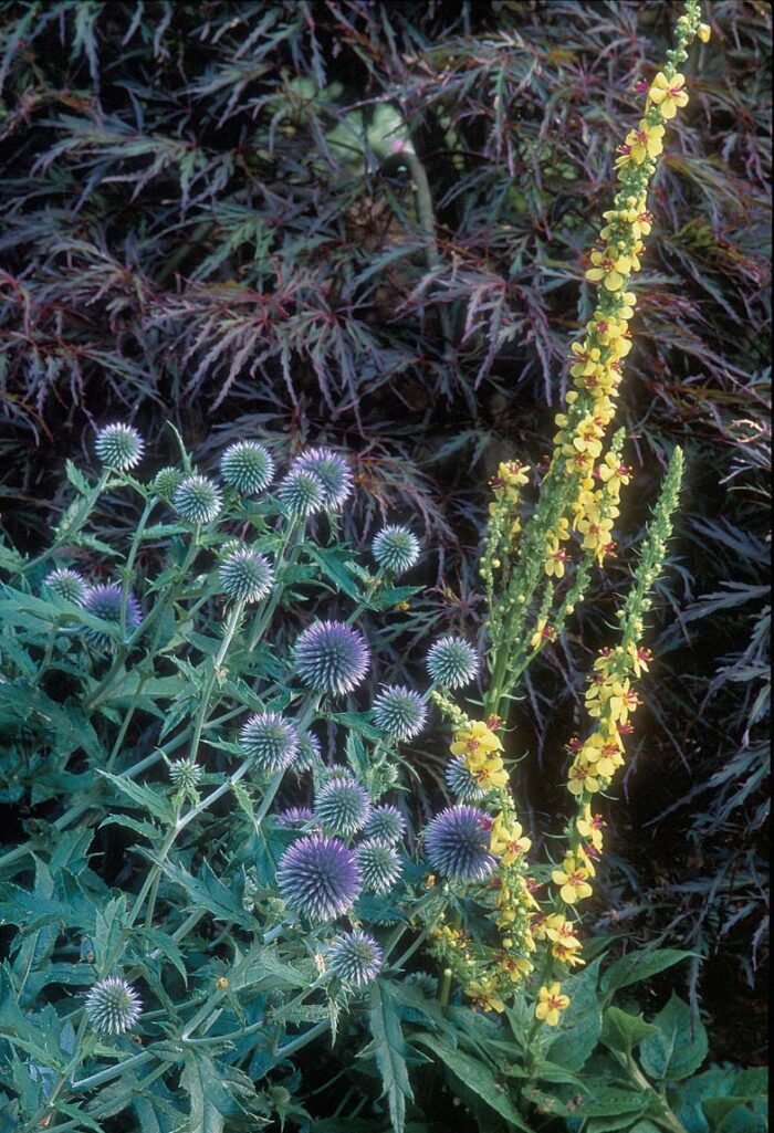 Plant Combinations That Work - Fine Gardening