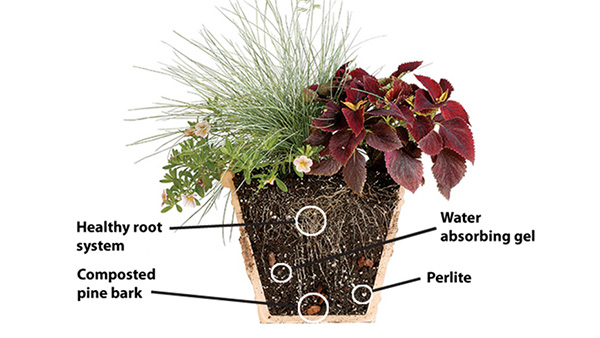 Bad bacteria may be lurking in some compost and potting mixes - Fine ...