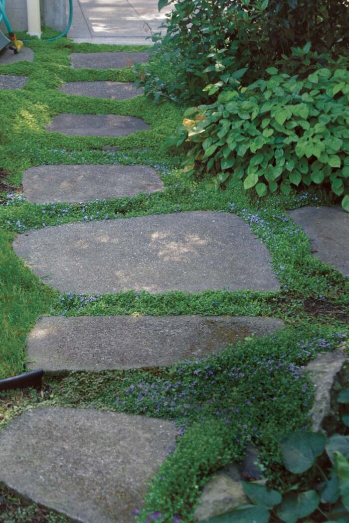 Plants for Pathways - FineGardening