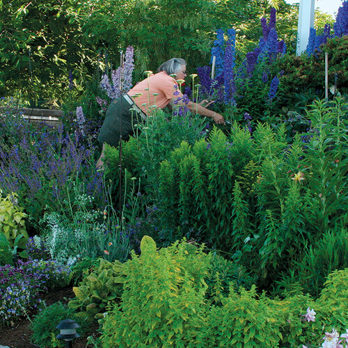 Tips for Creating, Maintaining, and Using a Cutting Garden - Fine Gardening