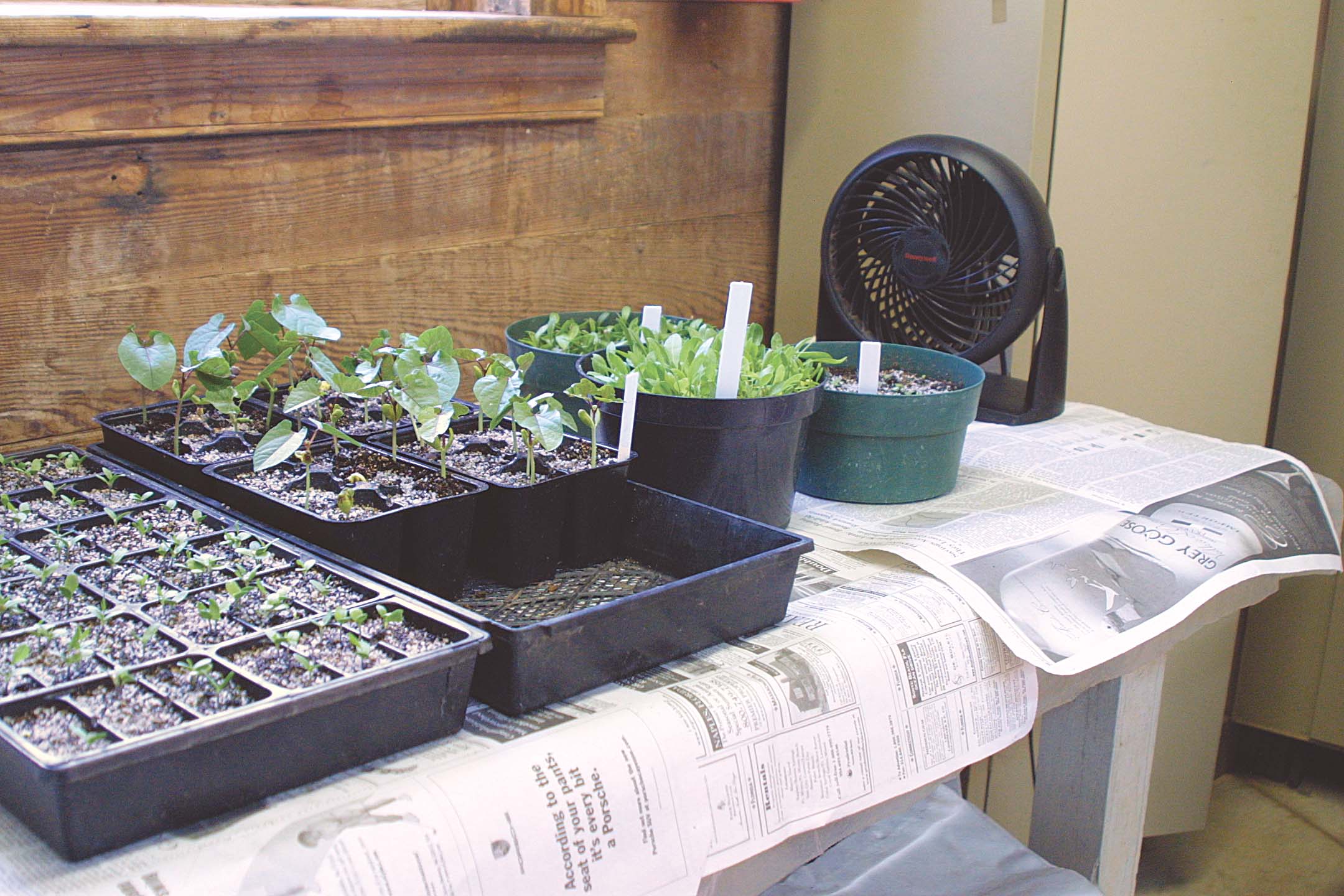 10 Seed-Starting Tips - Fine Gardening