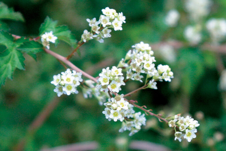 Shrubs for Slopes - Fine Gardening