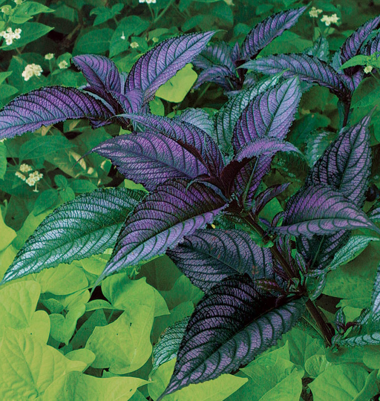 Pick the Perfect Purple - Fine Gardening