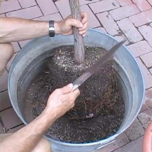 Root Pruning Container Plants - Fine Gardening