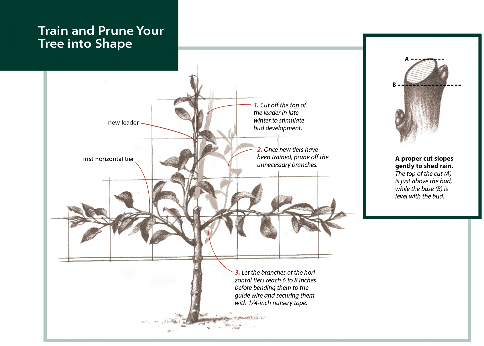 Everything You Need to Know About Espalier - Fine Gardening