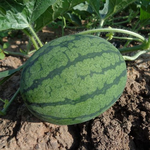 How to Plant Watermelon - Fine Gardening