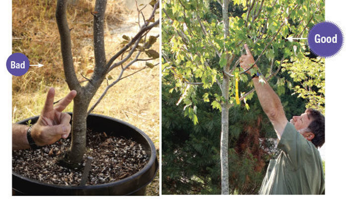 How to Buy a Tree - FineGardening