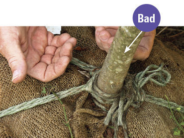 How to Buy a Tree - Fine Gardening