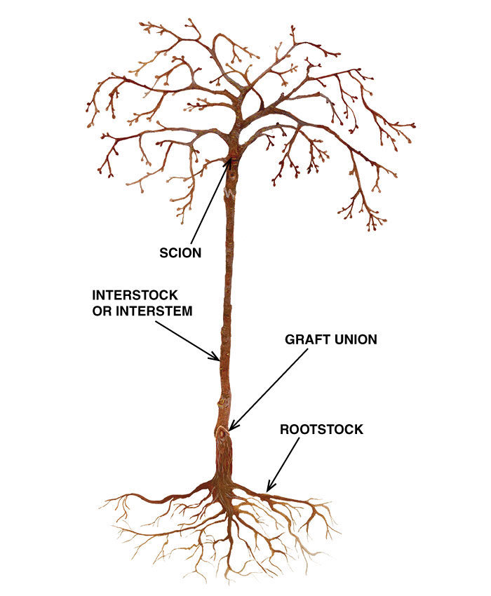 How to Buy a Tree - FineGardening