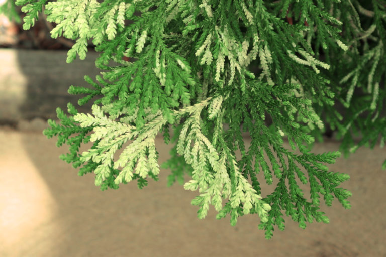 Conifers for Shade - Fine Gardening