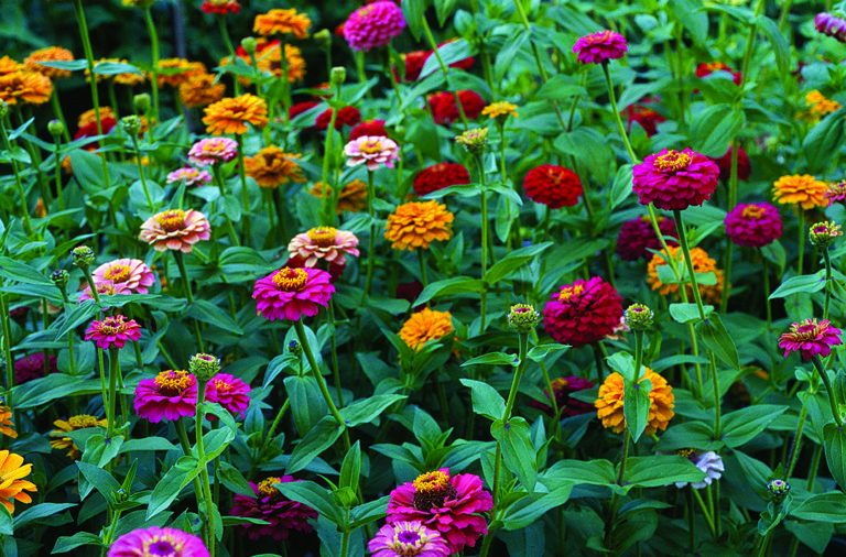 Bold and Beautiful Zinnias - FineGardening