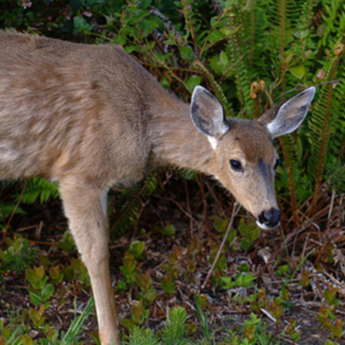 Understand Deer Browsing Behavior to Better Protect the Garden - Fine ...