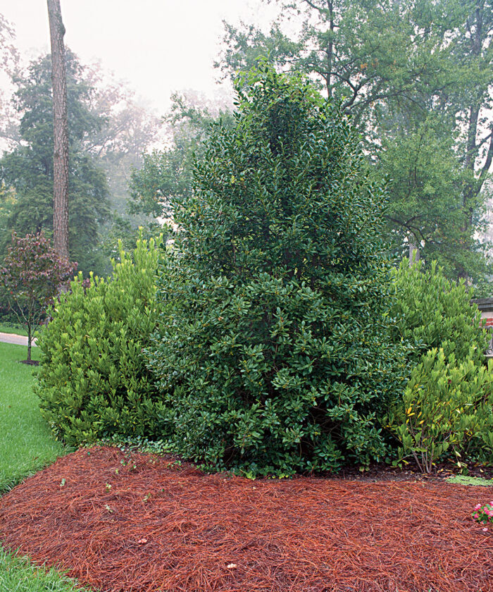 Evergreen Hollies - Fine Gardening