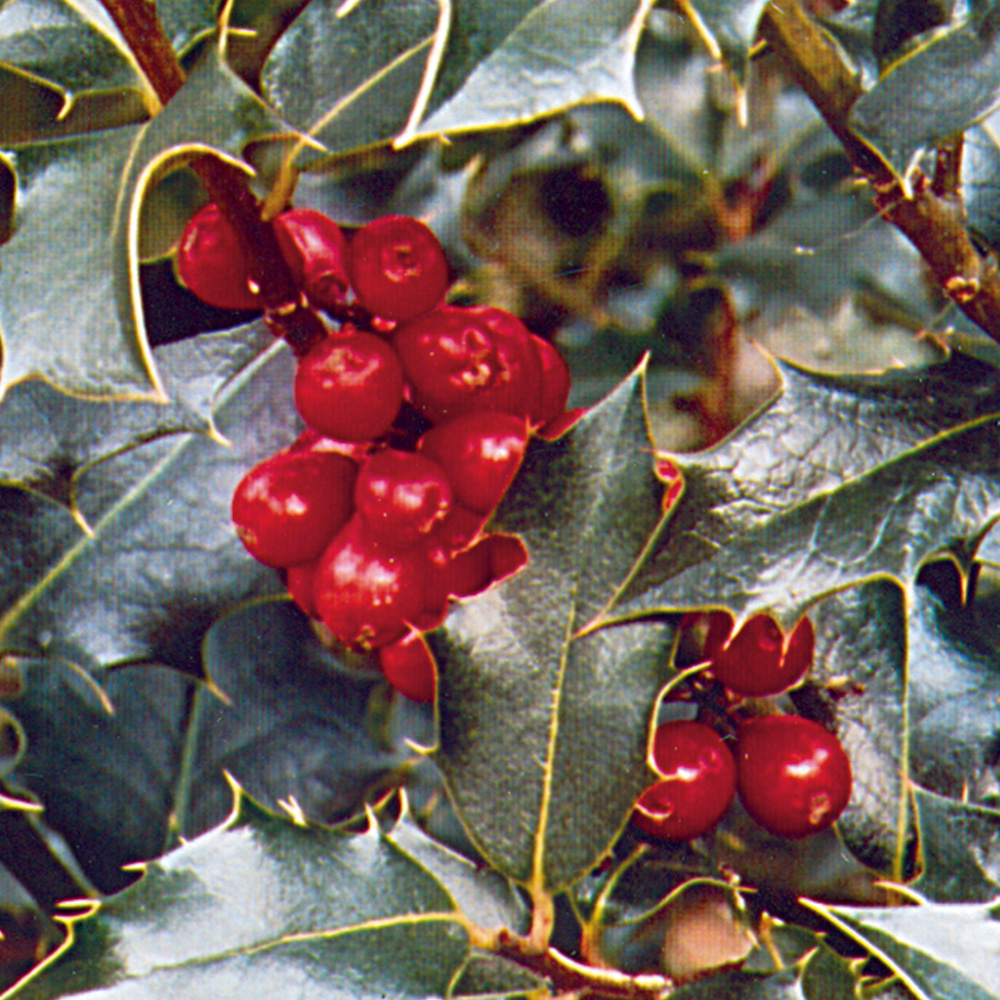 Evergreen Hollies - Fine Gardening