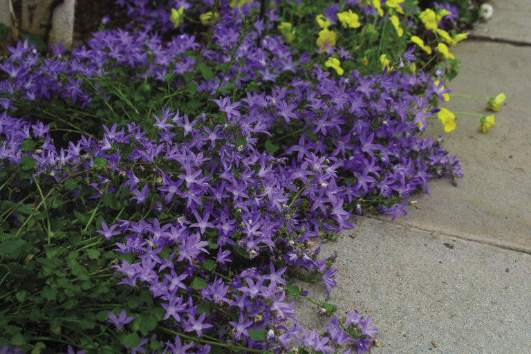 The Best Varieties of Campanula - Fine Gardening