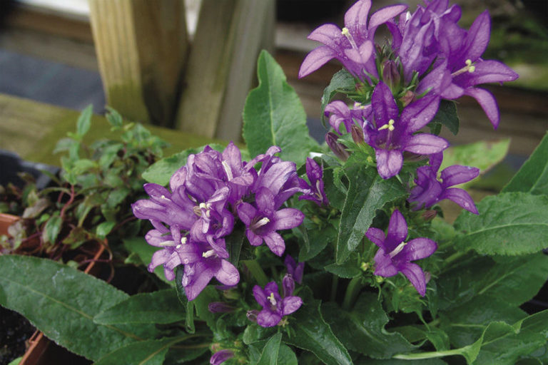 The Best Varieties of Campanula - Fine Gardening