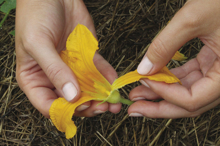 Ways to Improve Pollination in the Veggie Garden - Fine Gardening