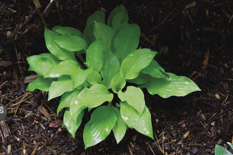 Top 12 Tiny Hostas - Fine Gardening