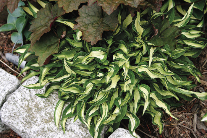 Top 12 Tiny Hostas - Fine Gardening