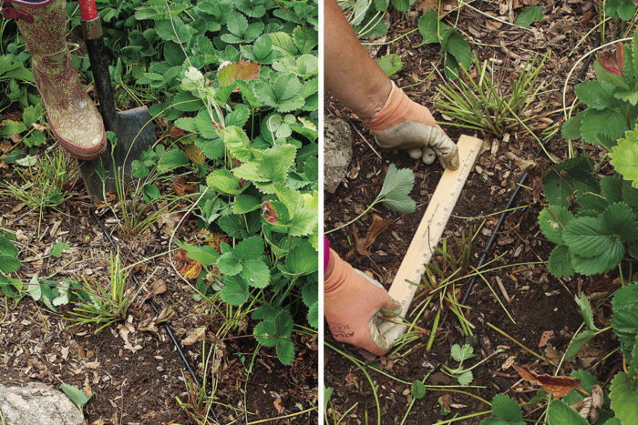 Rejuvenate Your Strawberry Patch - Fine Gardening