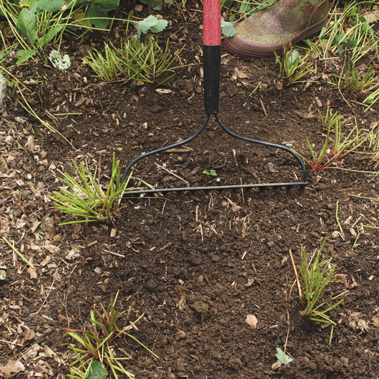 Rejuvenate Your Strawberry Patch - Fine Gardening