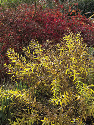Regional Picks: Plants with the Best Fall Colors - Midwest - Fine Gardening