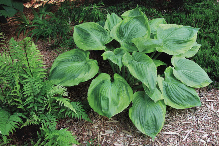Top 10 Large-Leaved Perennials - Fine Gardening