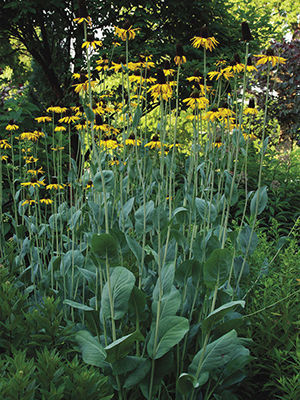 Regional Picks: Large-Leaved Perennials - Northeast - Fine Gardening