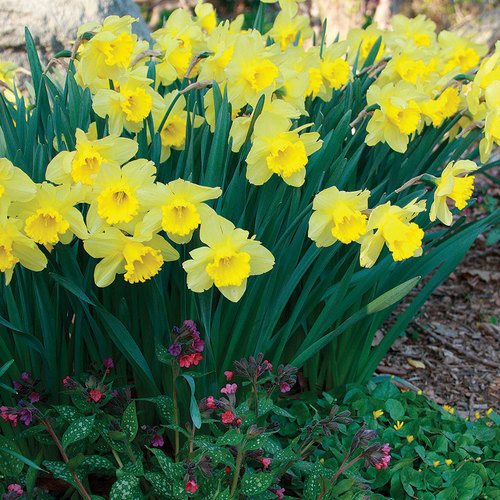 Inspiration for Your Springtime Nursery Shopping List - Fine Gardening