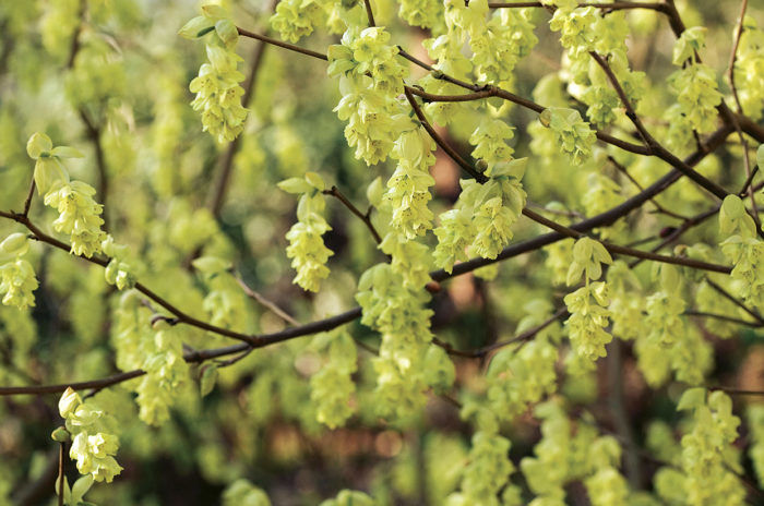 Regional Picks: Plant This With That—Northeast - Fine Gardening