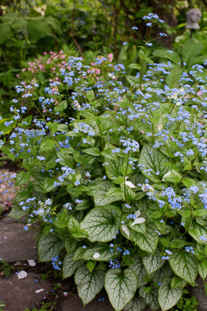 Guide to Growing Brunnera - Fine Gardening