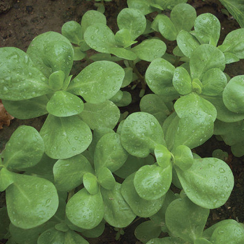 Beyond the Basic Greens - FineGardening