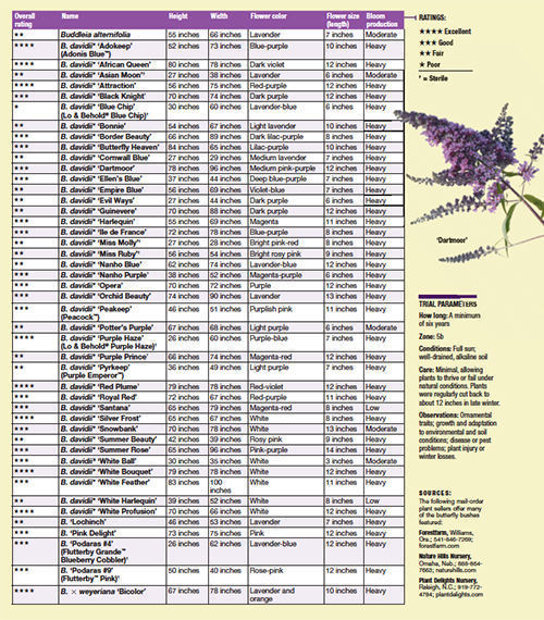 Beyond the Basic Butterfly Bush - Fine Gardening