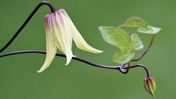 Vines: The Missing Piece of the Puzzle - Fine Gardening