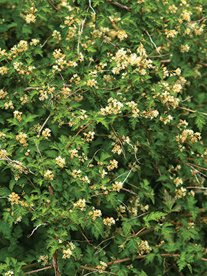 Regional Picks: Tough-as-Nails Shrubs - Midwest - FineGardening