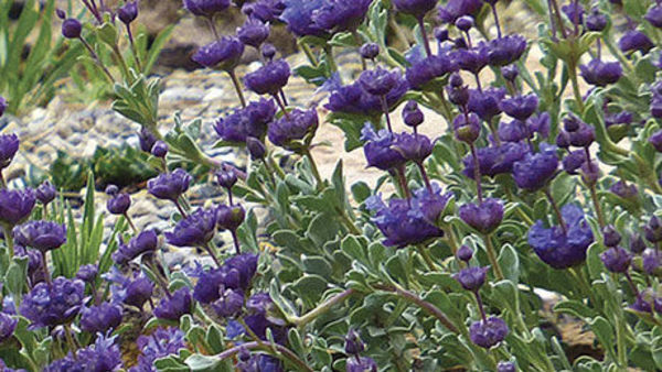 Regional Picks: Tough Roadside Plants—Southwest - FineGardening