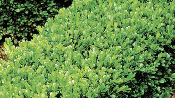 10 Flowering Evergreen Shrubs - FineGardening