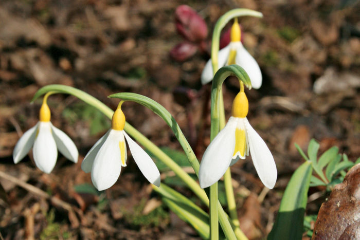 Snowdrop Varieties Worth Obsessing Over - Fine Gardening
