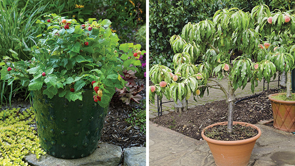 Multi-Grafted Fruit Trees are Perfect for Small Gardens - FineGardening