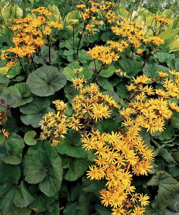Regional Picks: Bold Plants for Shade - Northern Plains - Fine Gardening