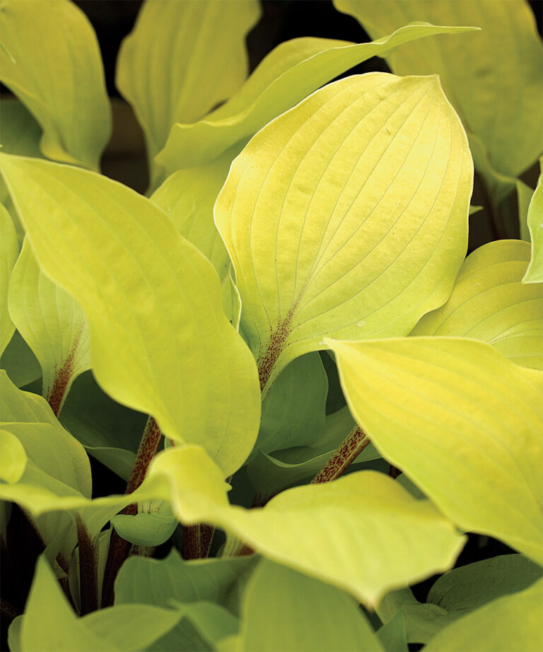 Regional Picks: Bold Plants for Shade - Northern Plains - Fine Gardening